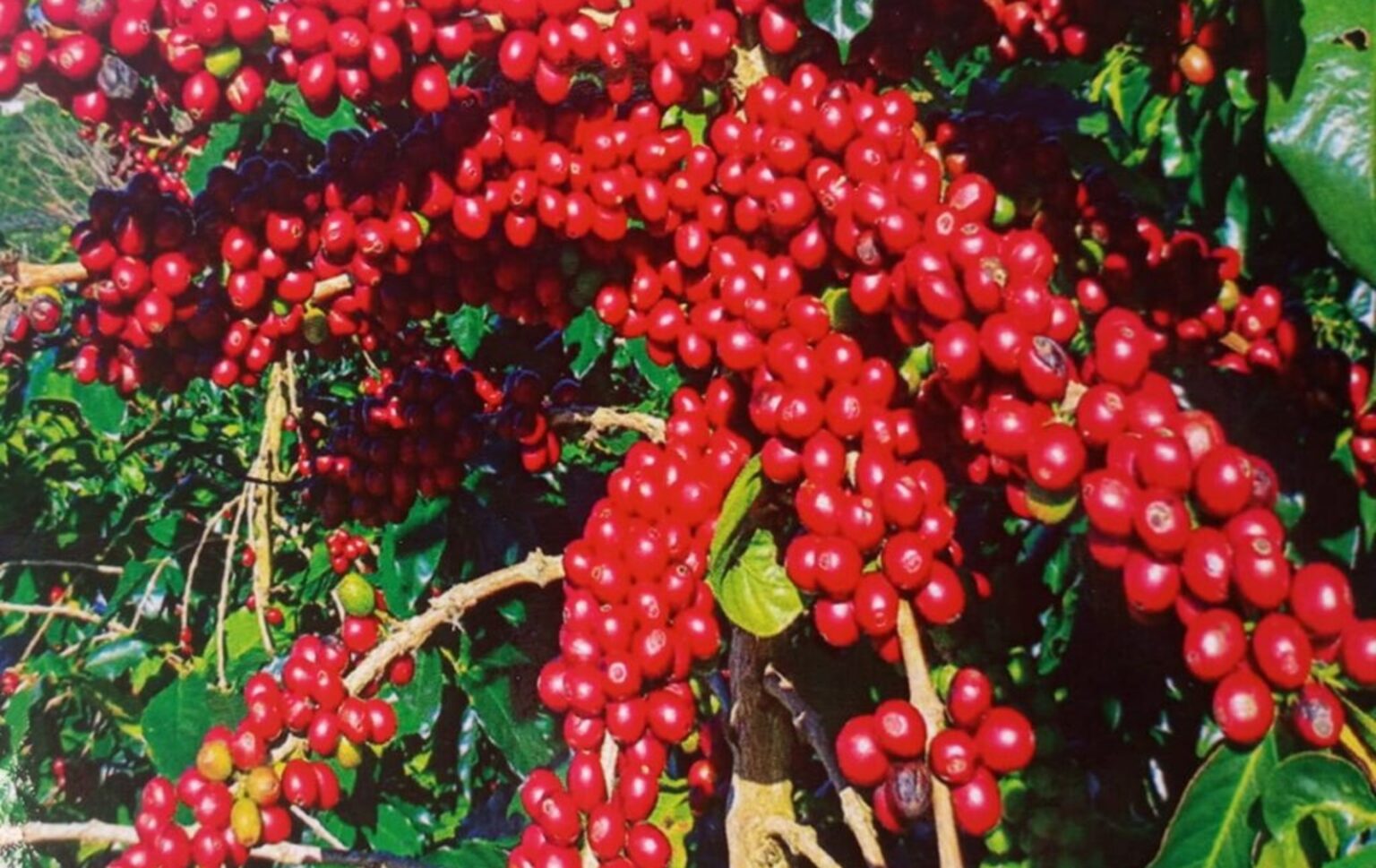 Rwanda’s coffee boom boosts farmer incomes as earnings hit Rwf 219 ...